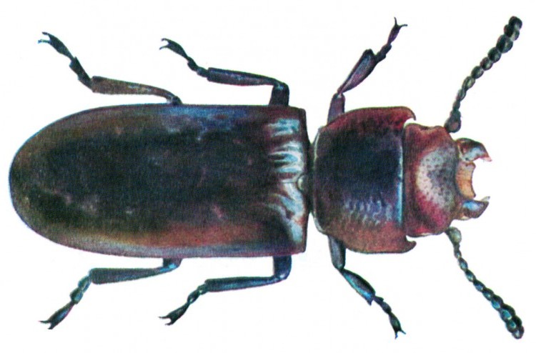 Cadelle – Degesch America – Stored Product Pest Control