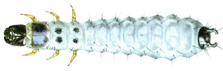 Cadelle Larvae – Degesch America – Stored Product Pest Control