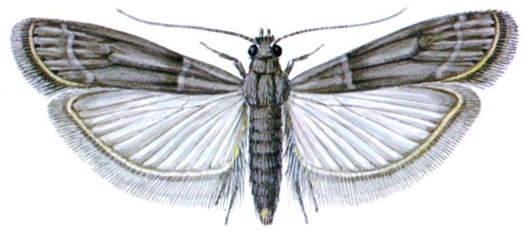 Chocolate Moth – Degesch America – Stored Product Pest Control