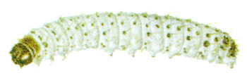 Cocoa Tobacco Moth Larvae – Degesch America – Stored Product Pest Control