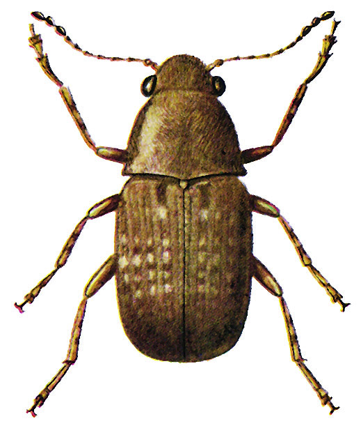 Coffee Bean Weevil – Degesch America – Stored Product Pest Control