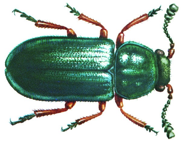 Copra Beetle – Degesch America – Stored Product Pest Control