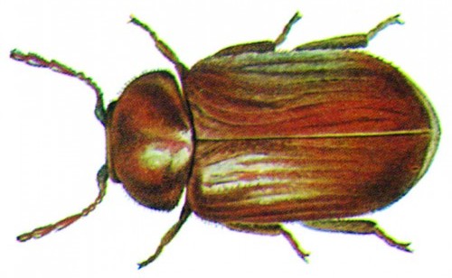 Drugstore Beetle (Stegobium paniceum) – Degesch America – Stored ...