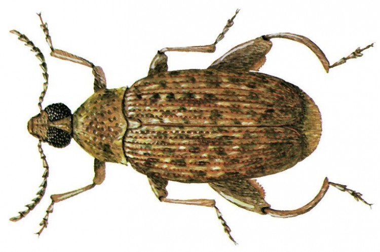 Ground Nut Borer – Degesch America – Stored Product Pest Control