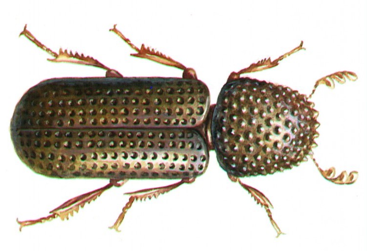 Lesser Grain Borer (Rhizopertha dominica) – Degesch America – Stored ...