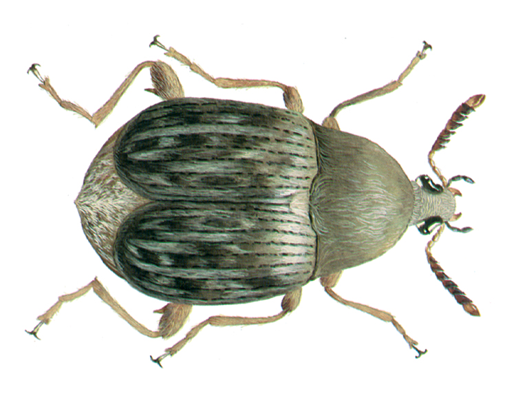 Common Bean Weevil (Acanthoscelides obtectus) – Degesch America ...