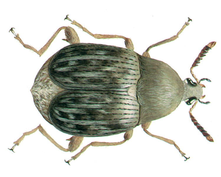 Common Bean Weevil (Acanthoscelides obtectus) – Degesch America ...