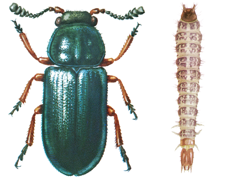 Copra Beetle – Degesch America – Stored Product Pest Control