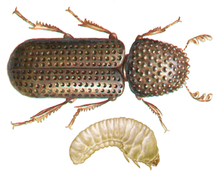 Lesser Grain Borer (Rhizopertha dominica) – Degesch America – Stored ...