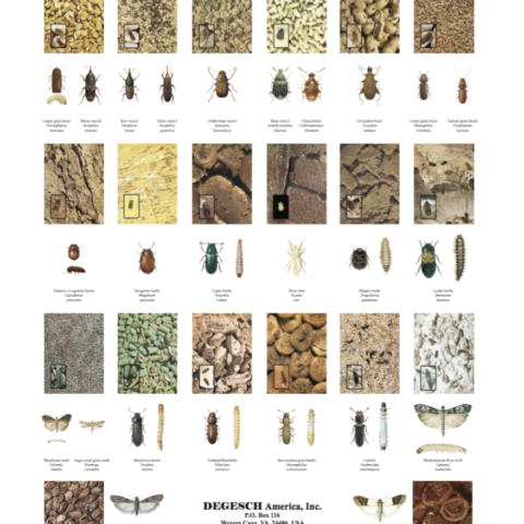 INSECT MONITORING – Degesch America – Stored Product Pest Control